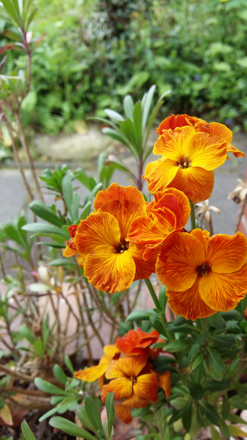 A wallflower refuge